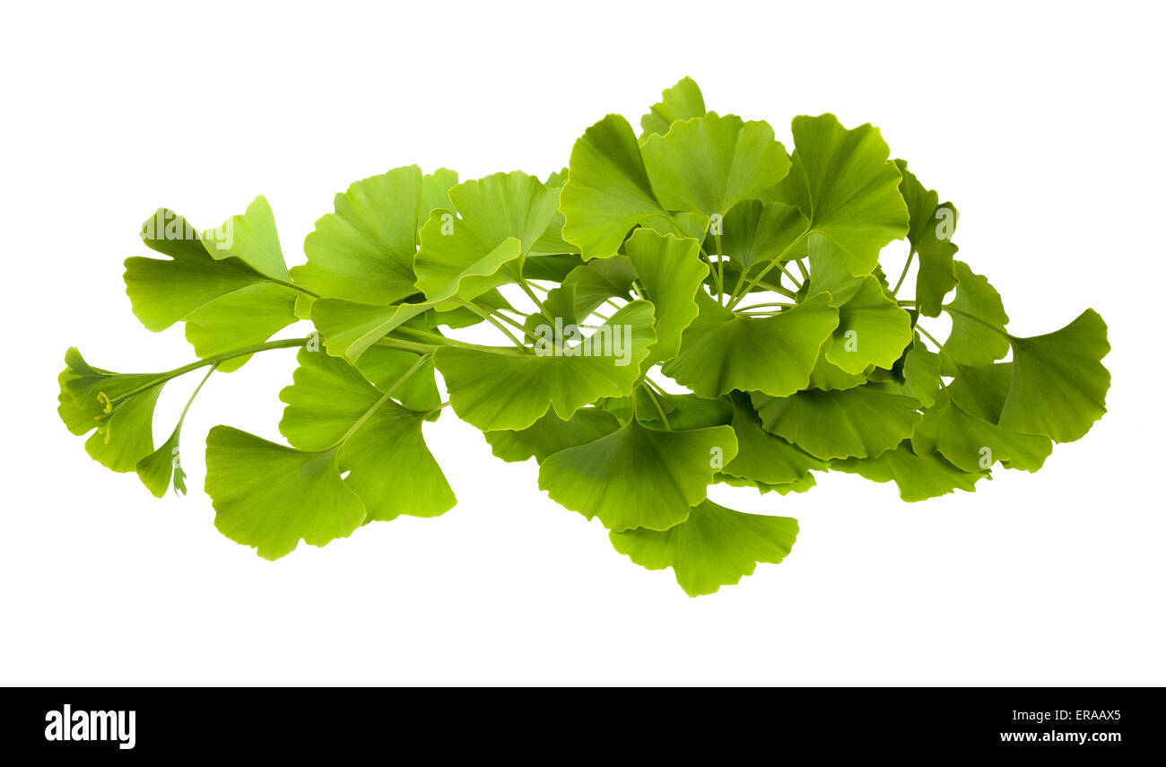 Closeup ginkgo leaves Cut Out Stock Images & Pictures - Alamy