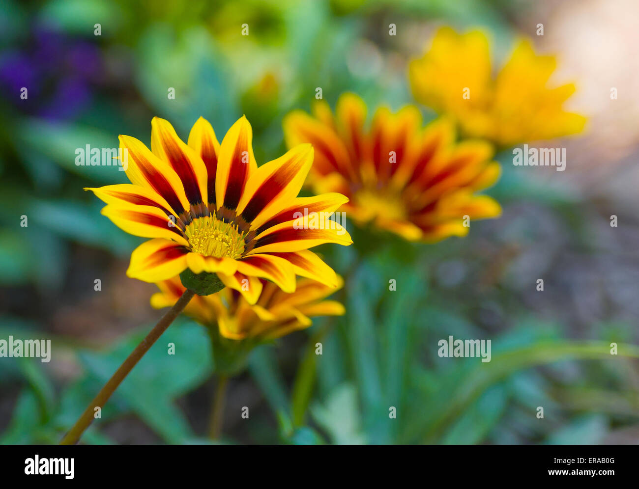 Flowers and colors of variegated garden Stock Photo - Alamy
