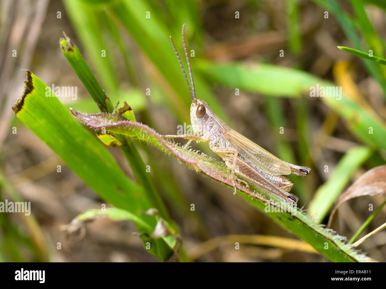 Little grasshopper sitting on a leaf Stock Photo - Alamy