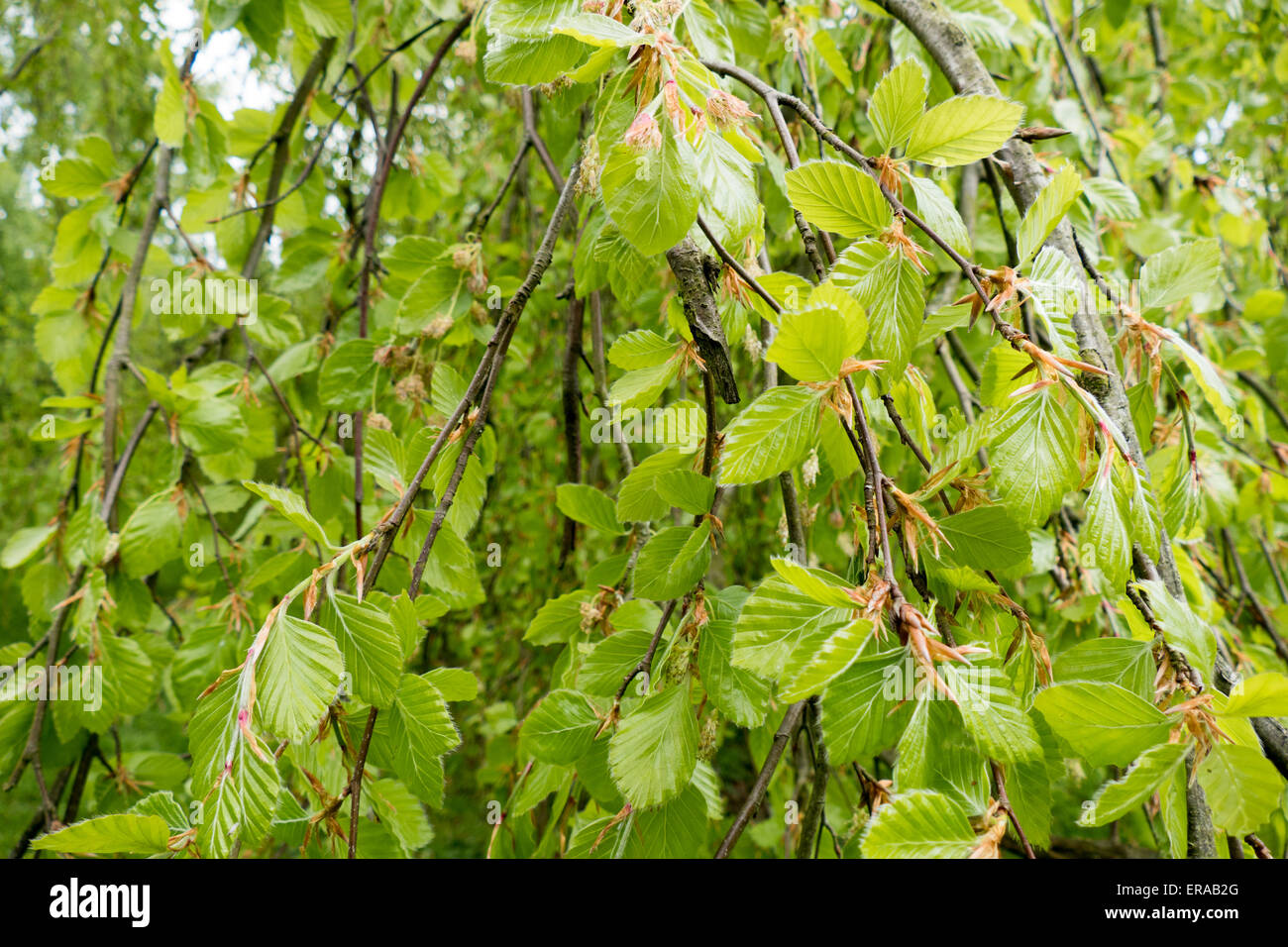 Weeping Beech Tree High Resolution Stock Photography and Images - Alamy
