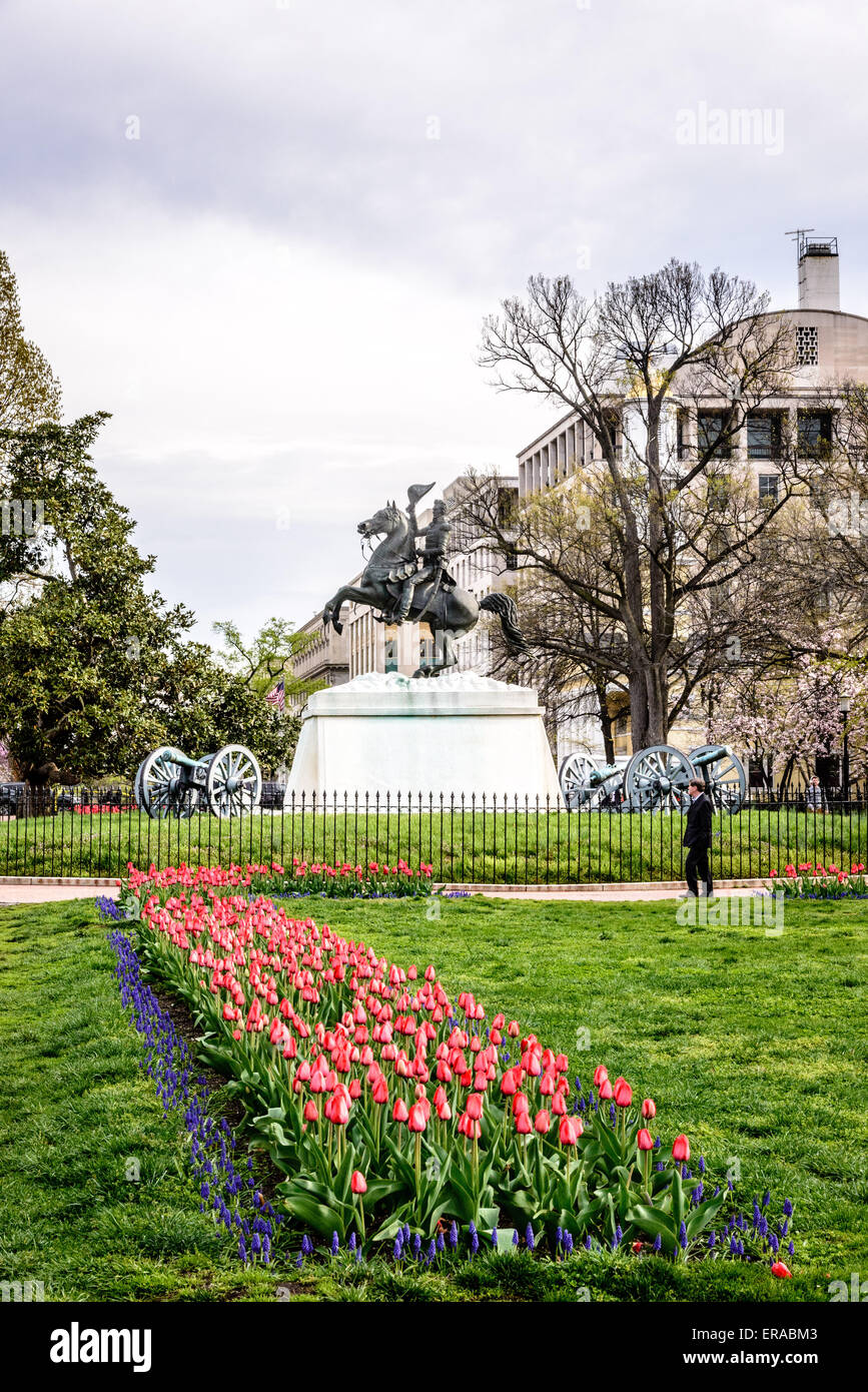 Tulips, Major General Andrew Jackson Memorial, Lafayette Park ...