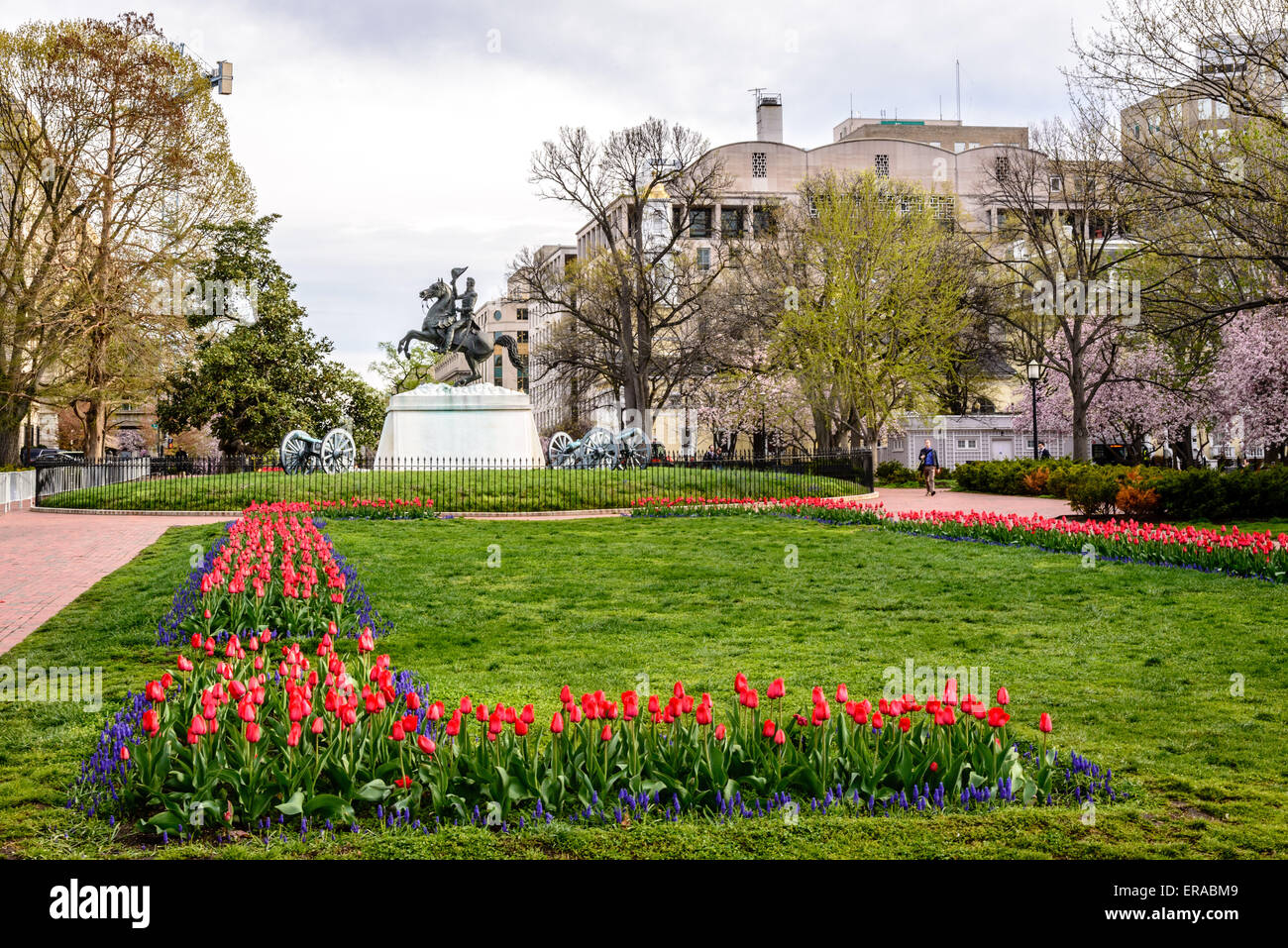Tulips, Major General Andrew Jackson Memorial, Lafayette Park ...