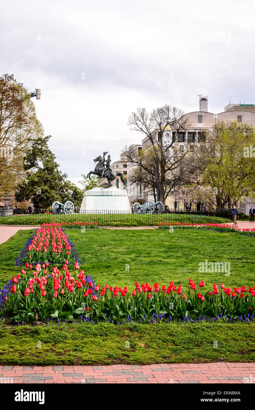 Tulips, Major General Andrew Jackson Memorial, Lafayette Park ...