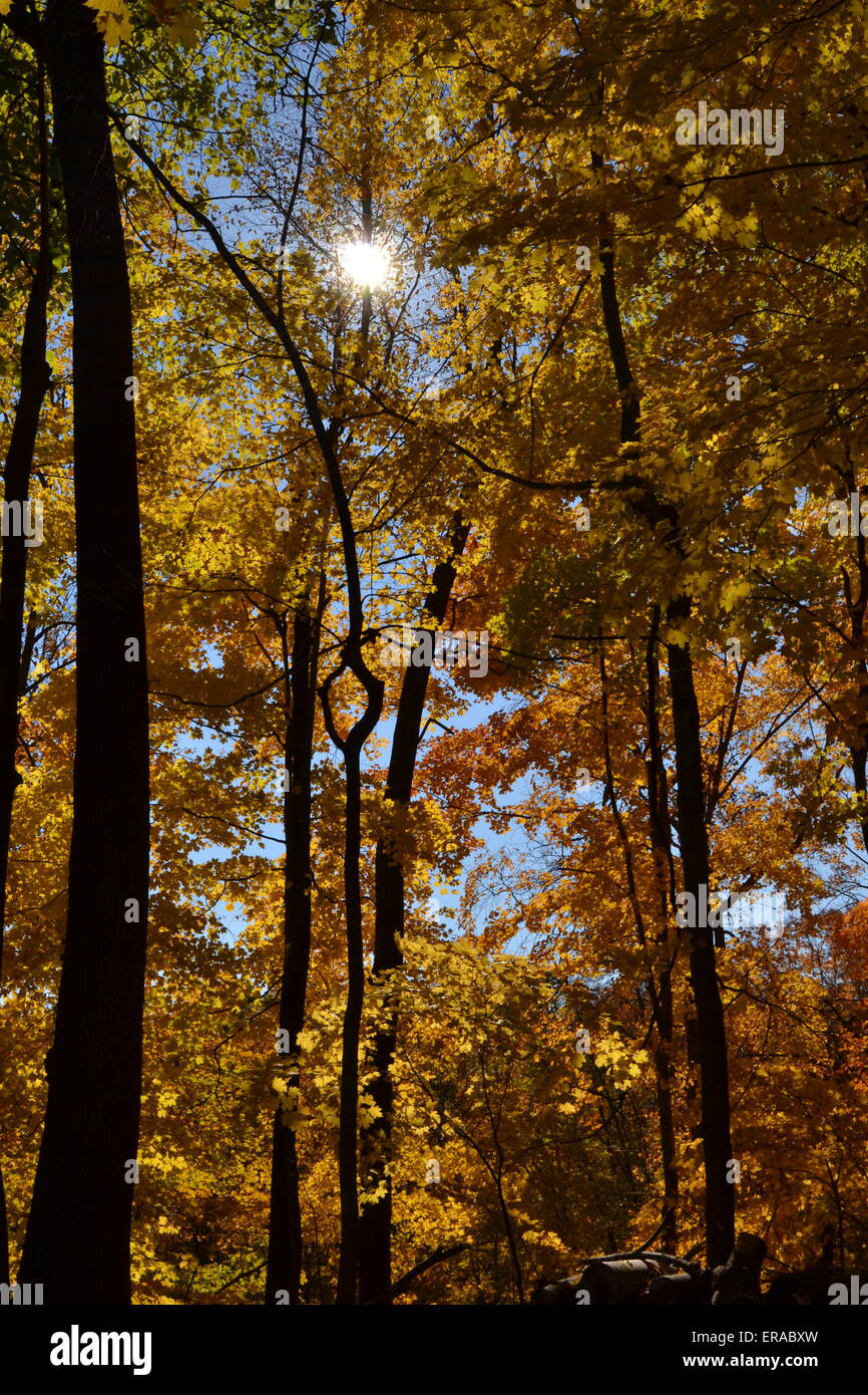 Fall in a stand of Maple trees Stock Photo - Alamy