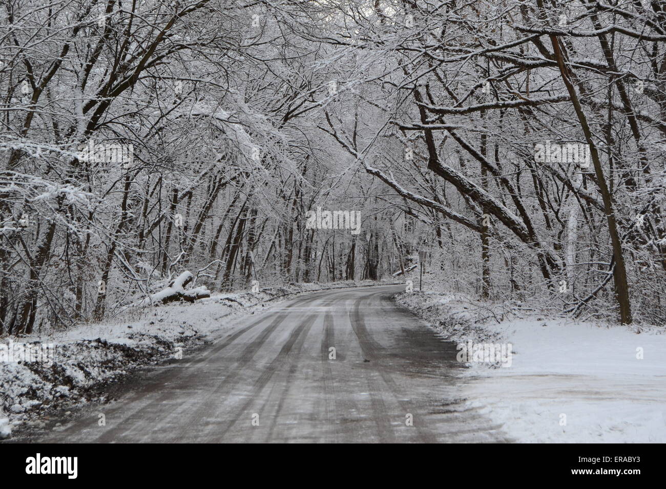 Winter oak woodland hi-res stock photography and images - Alamy