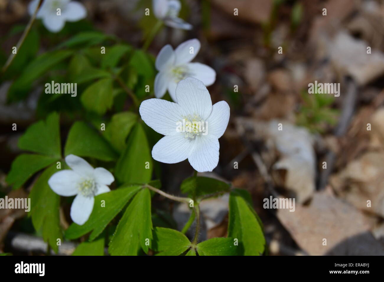 False rue anemone hi-res stock photography and images - Alamy