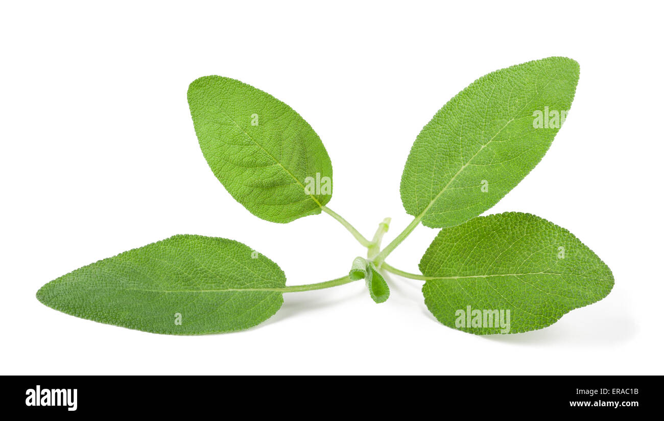Sprig of sage leaves hi-res stock photography and images - Alamy