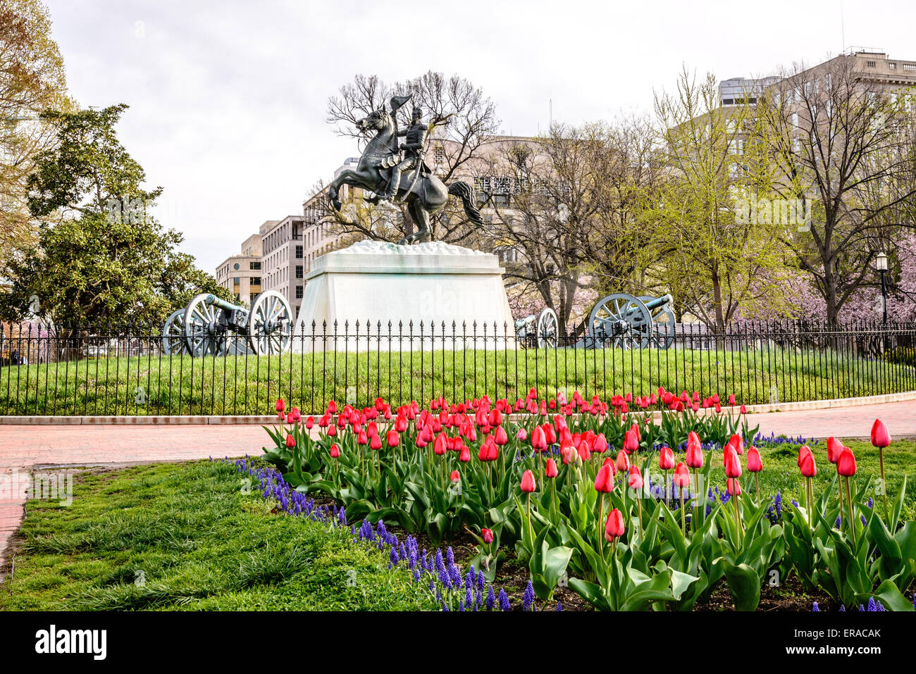 Tulips, Major General Andrew Jackson Memorial, Lafayette Park ...