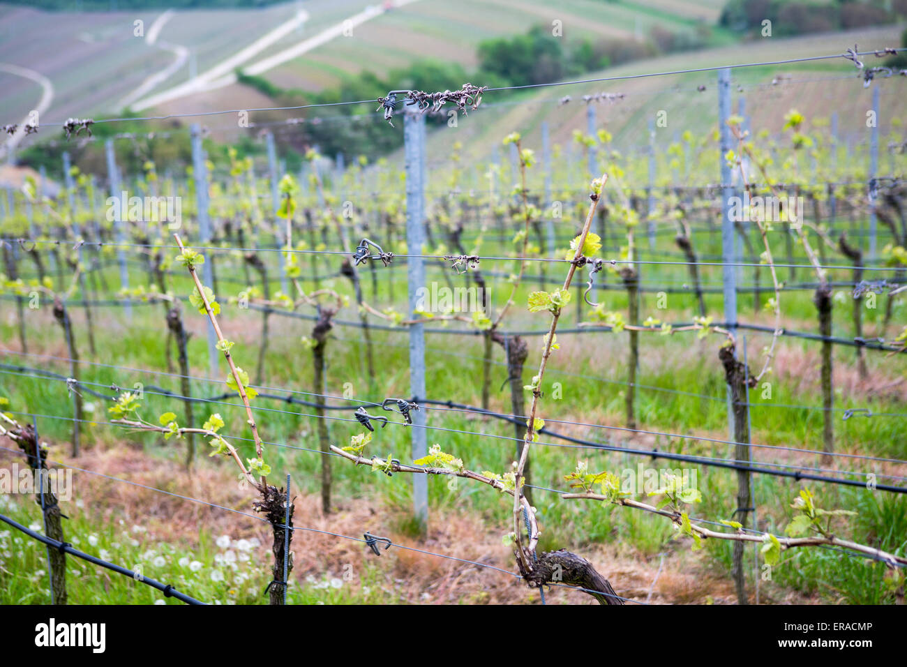 view on a vineyard from top of a hill in springtime Stock Photo - Alamy