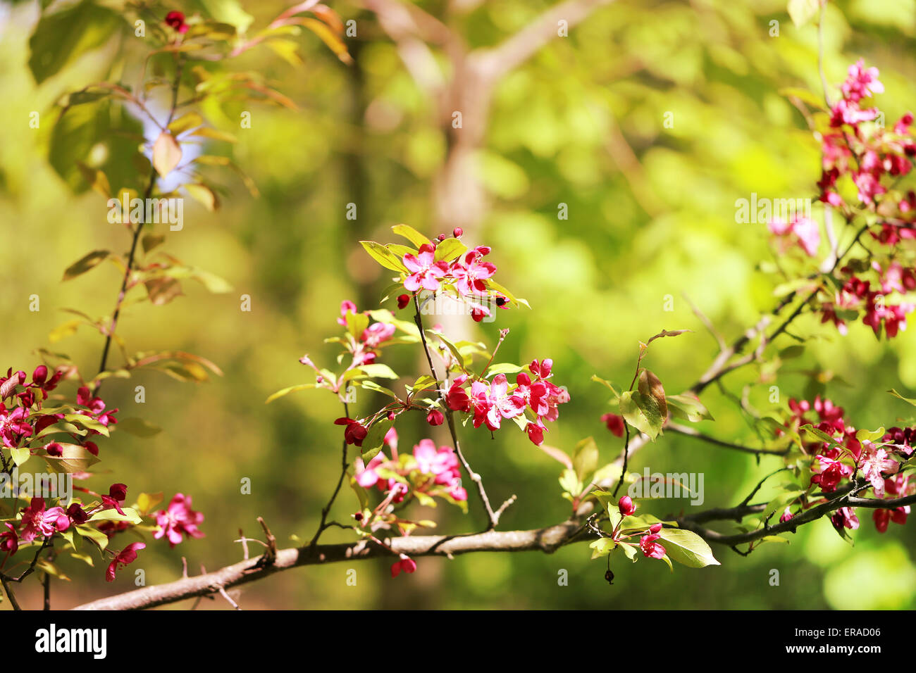 Spring flowers on the tree photographed close up Stock Photo - Alamy