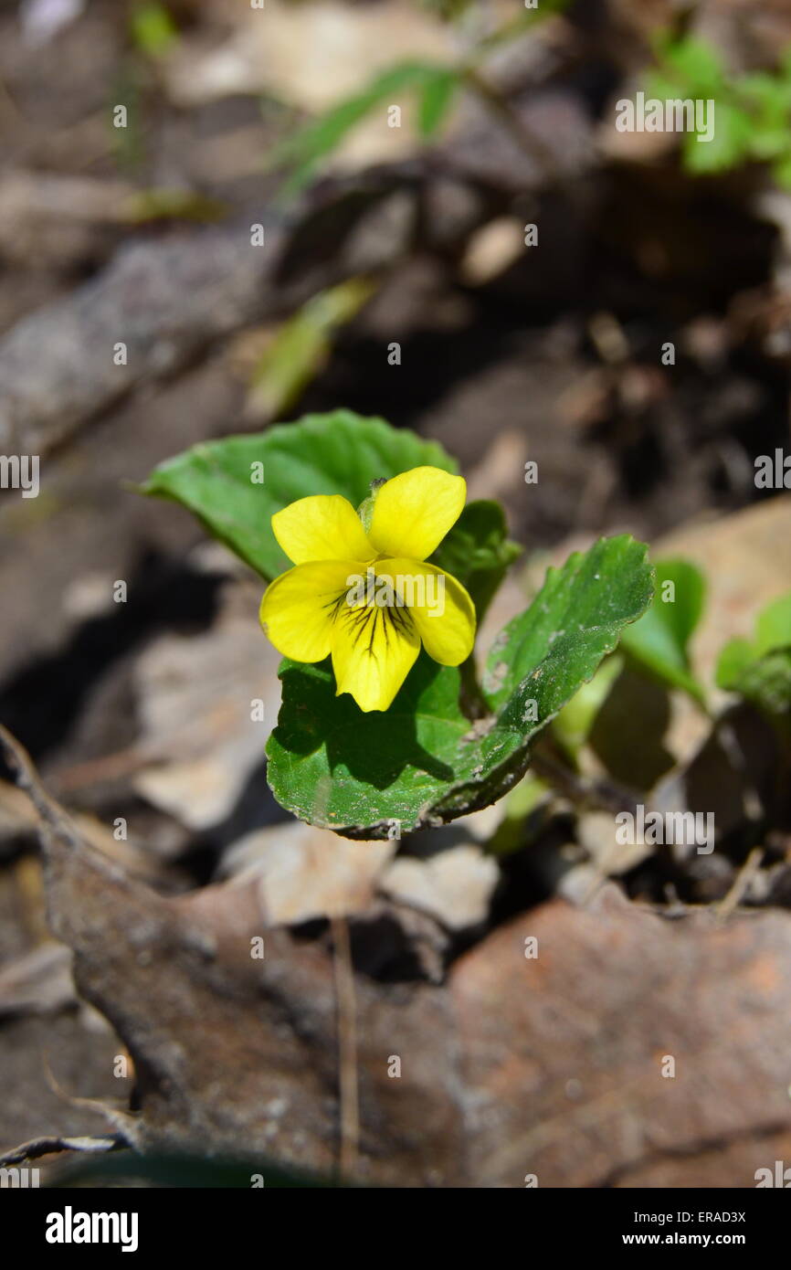 Violet yellow leaves hi-res stock photography and images - Alamy