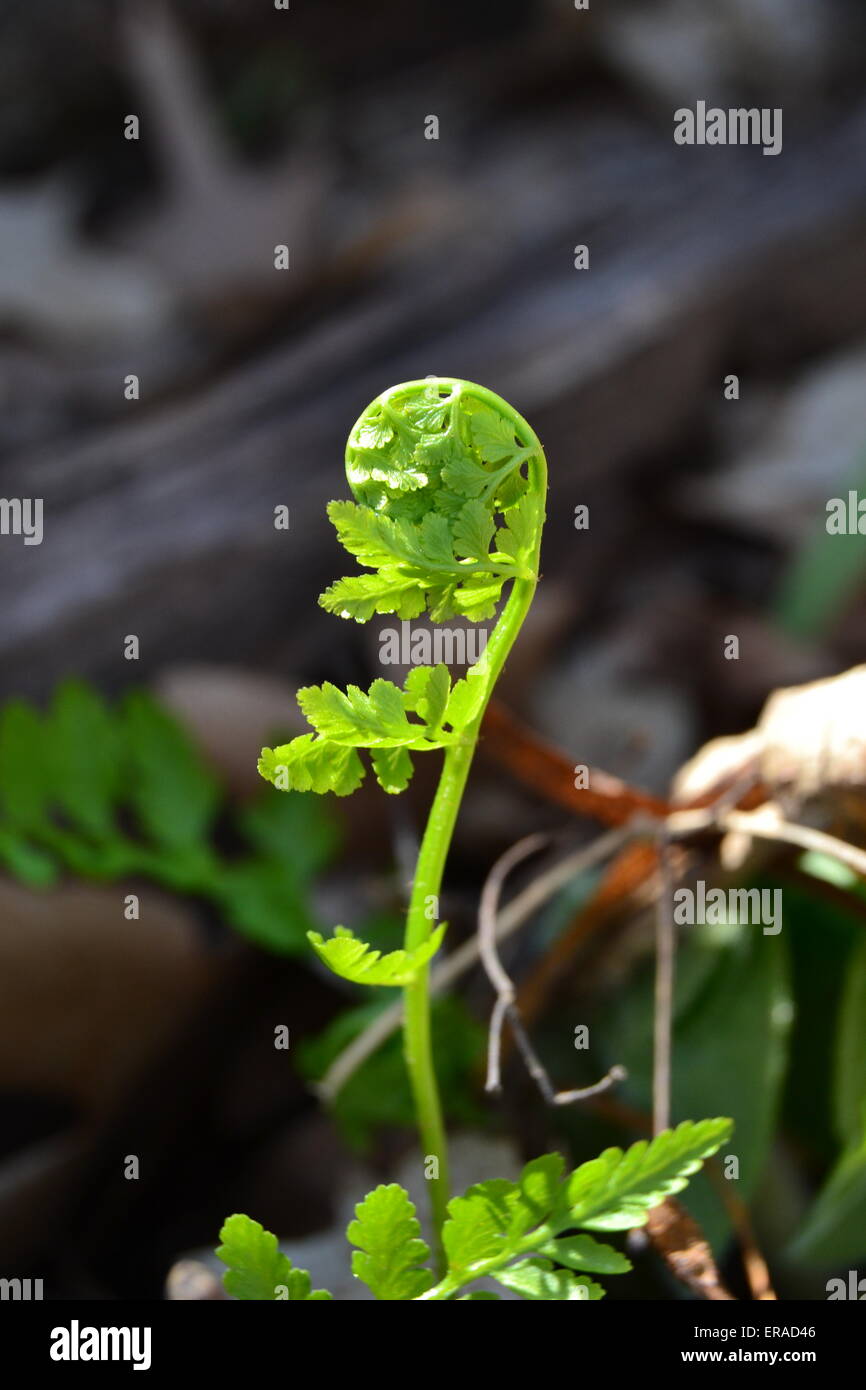 Sprouting fern hi-res stock photography and images - Alamy