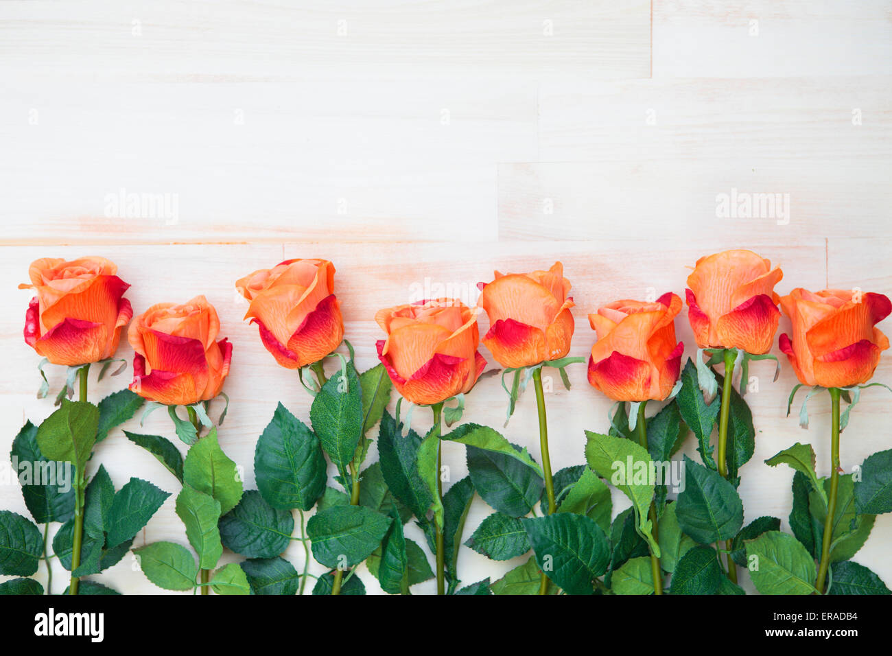 beautiful orange roses lined up in a row on a white vintage wooden ...