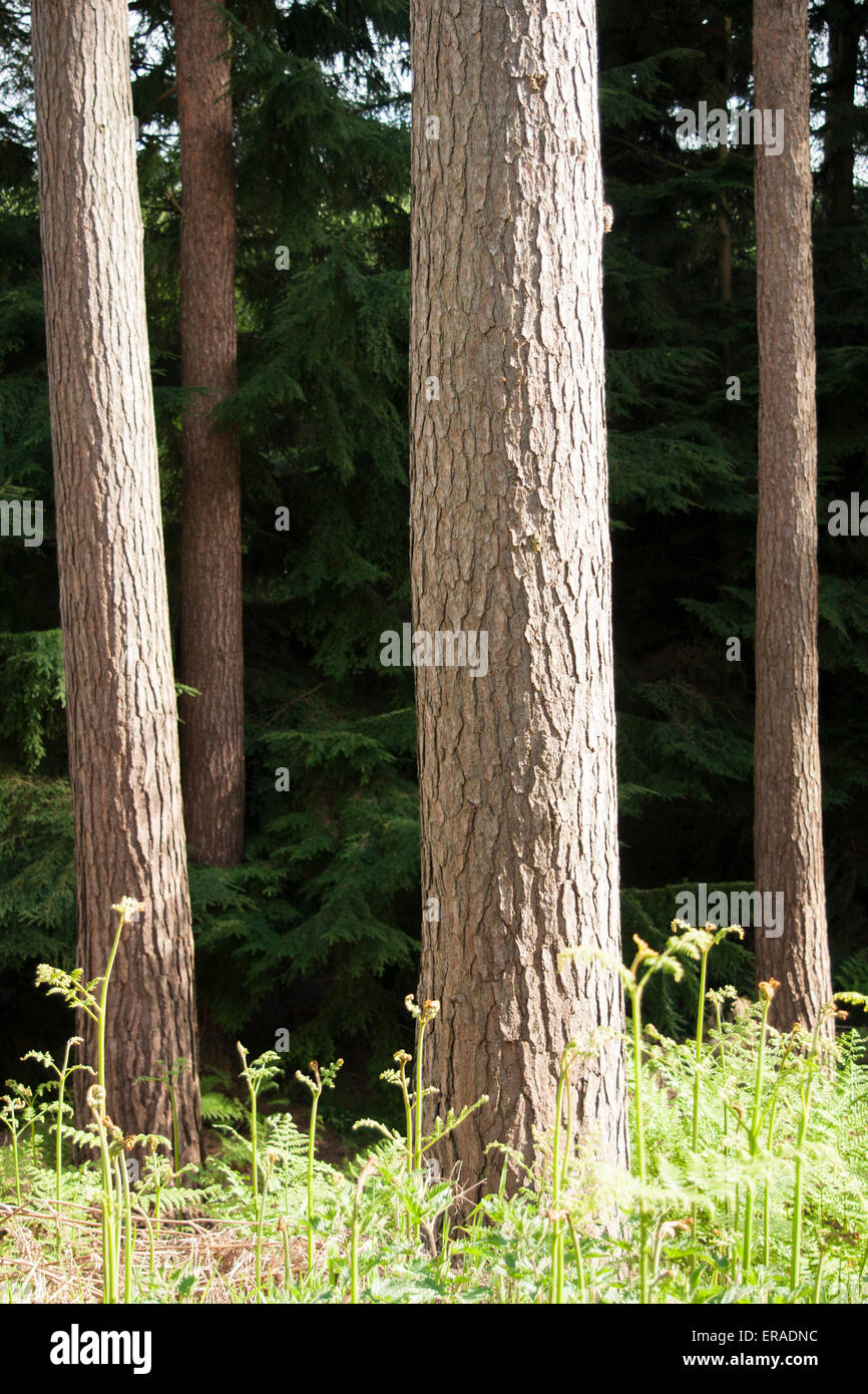 Ash tree trunks, Delamere Forest, Frodsham, Cheshire, UK Stock Photo ...