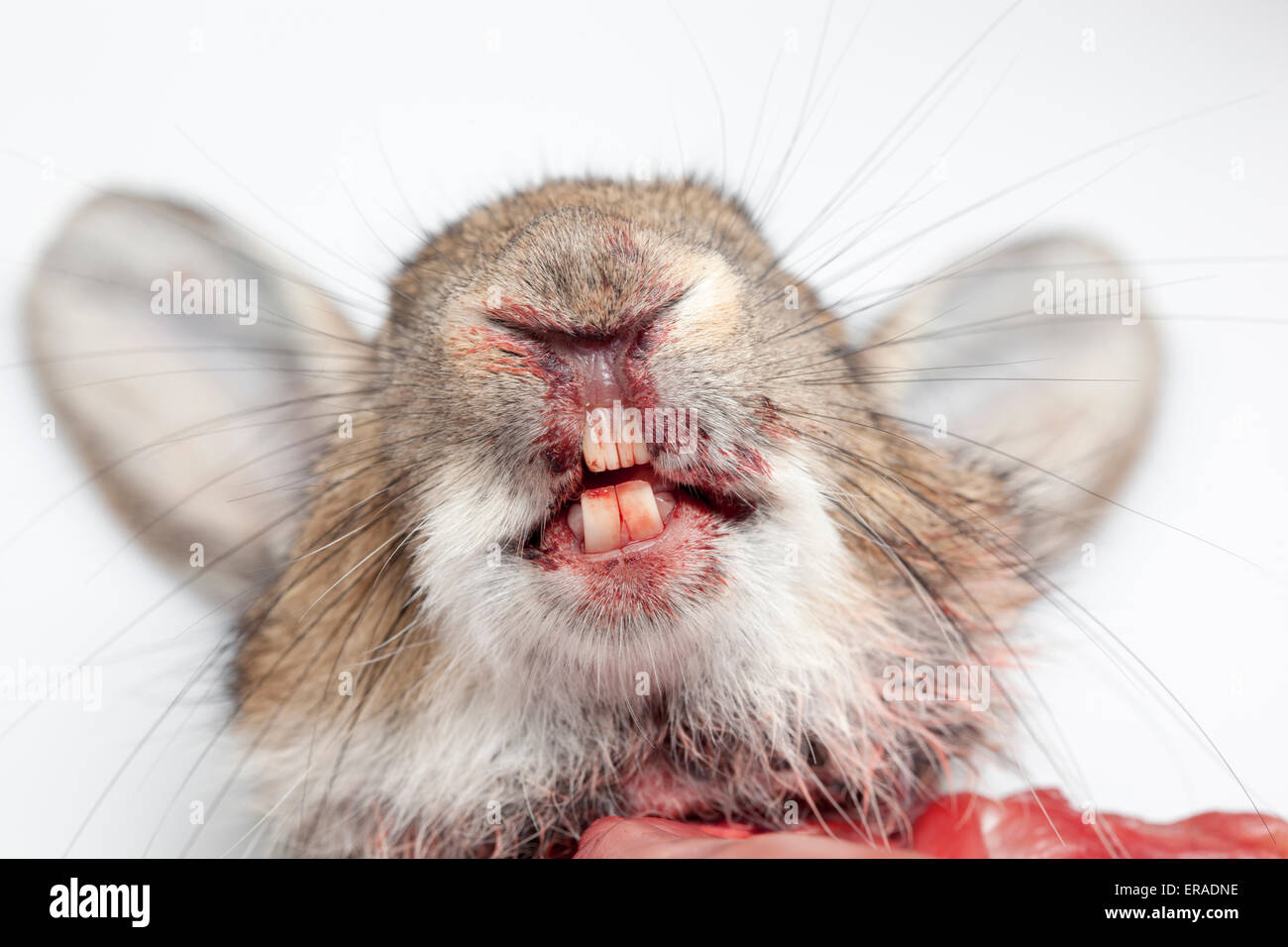 Rabbit teeth hi-res stock photography and images - Alamy