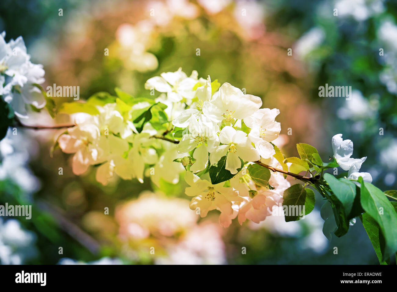 Spring flowers on the tree photographed close up Stock Photo - Alamy
