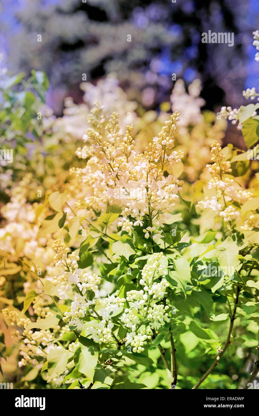 Spring flowers on the tree photographed close up Stock Photo - Alamy