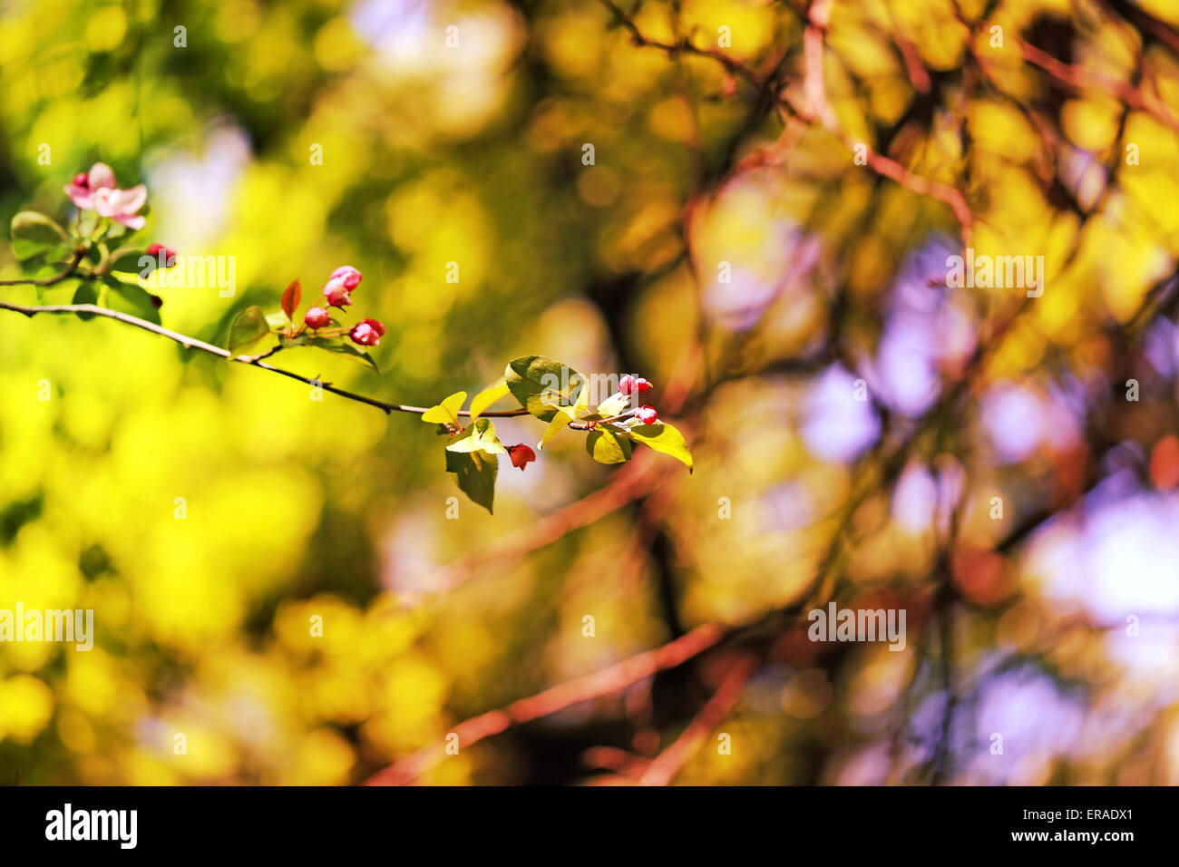 Spring flowers on the tree photographed close up Stock Photo - Alamy