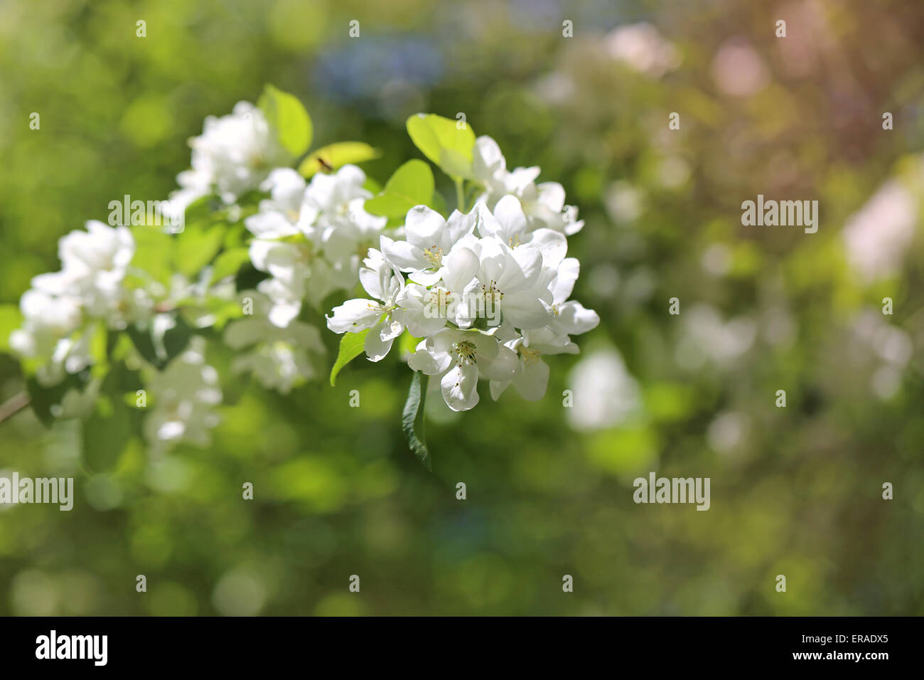 Spring flowers on the tree photographed close up Stock Photo - Alamy
