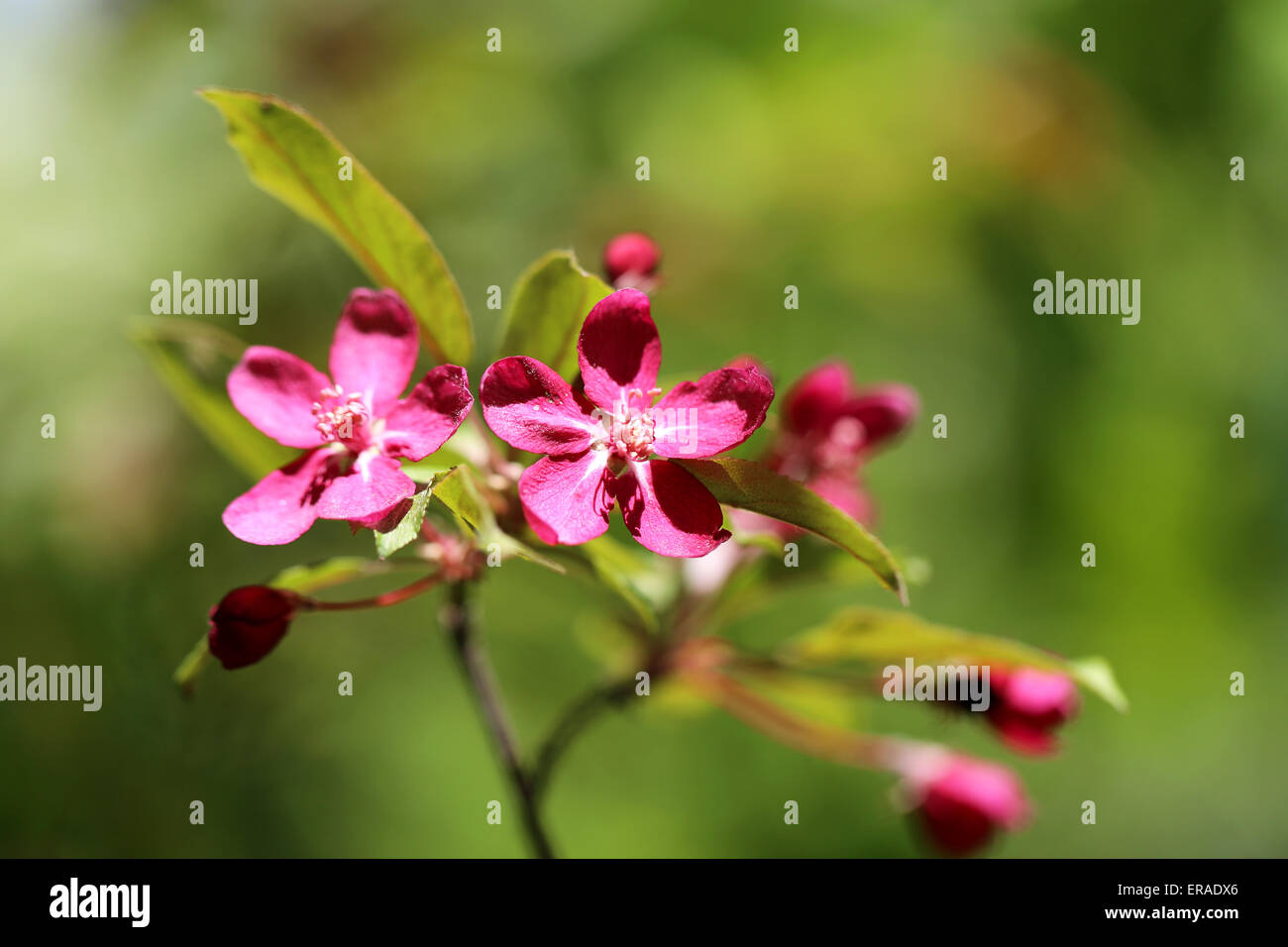 Spring flowers on the tree photographed close up Stock Photo - Alamy