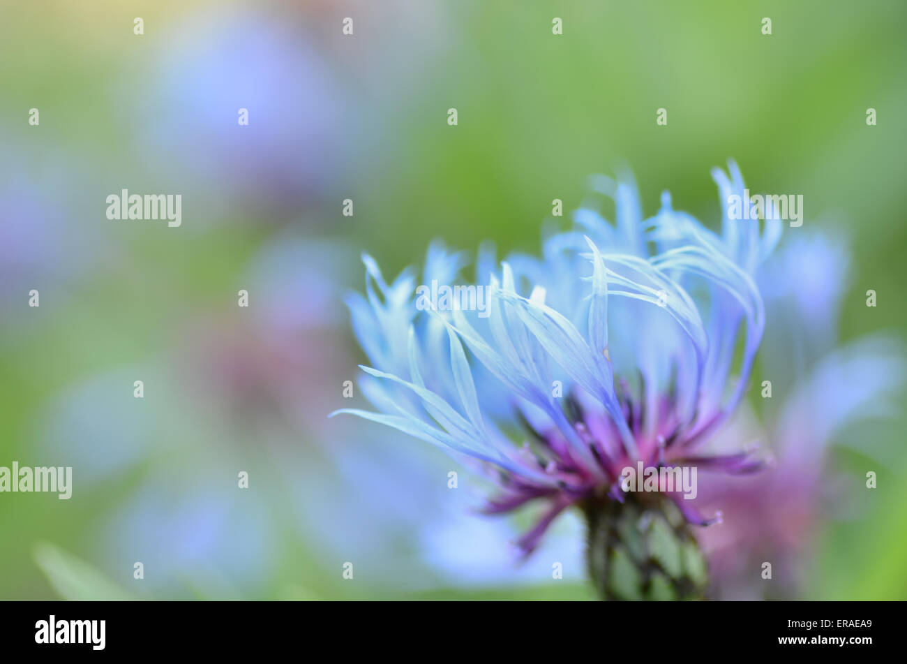 Violet blue cornflower hi-res stock photography and images - Alamy