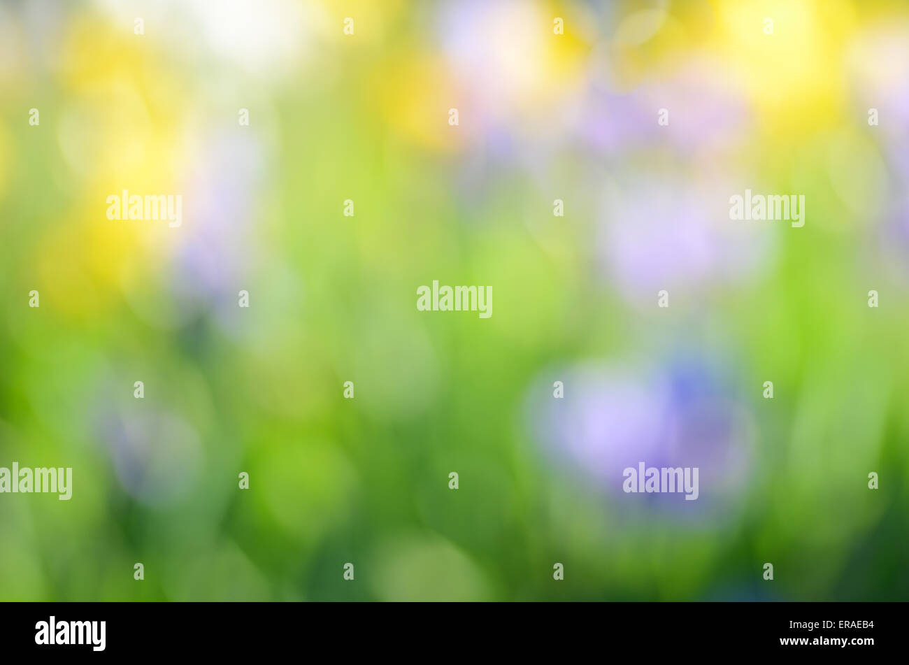 meadow flowers blurred background Stock Photo - Alamy