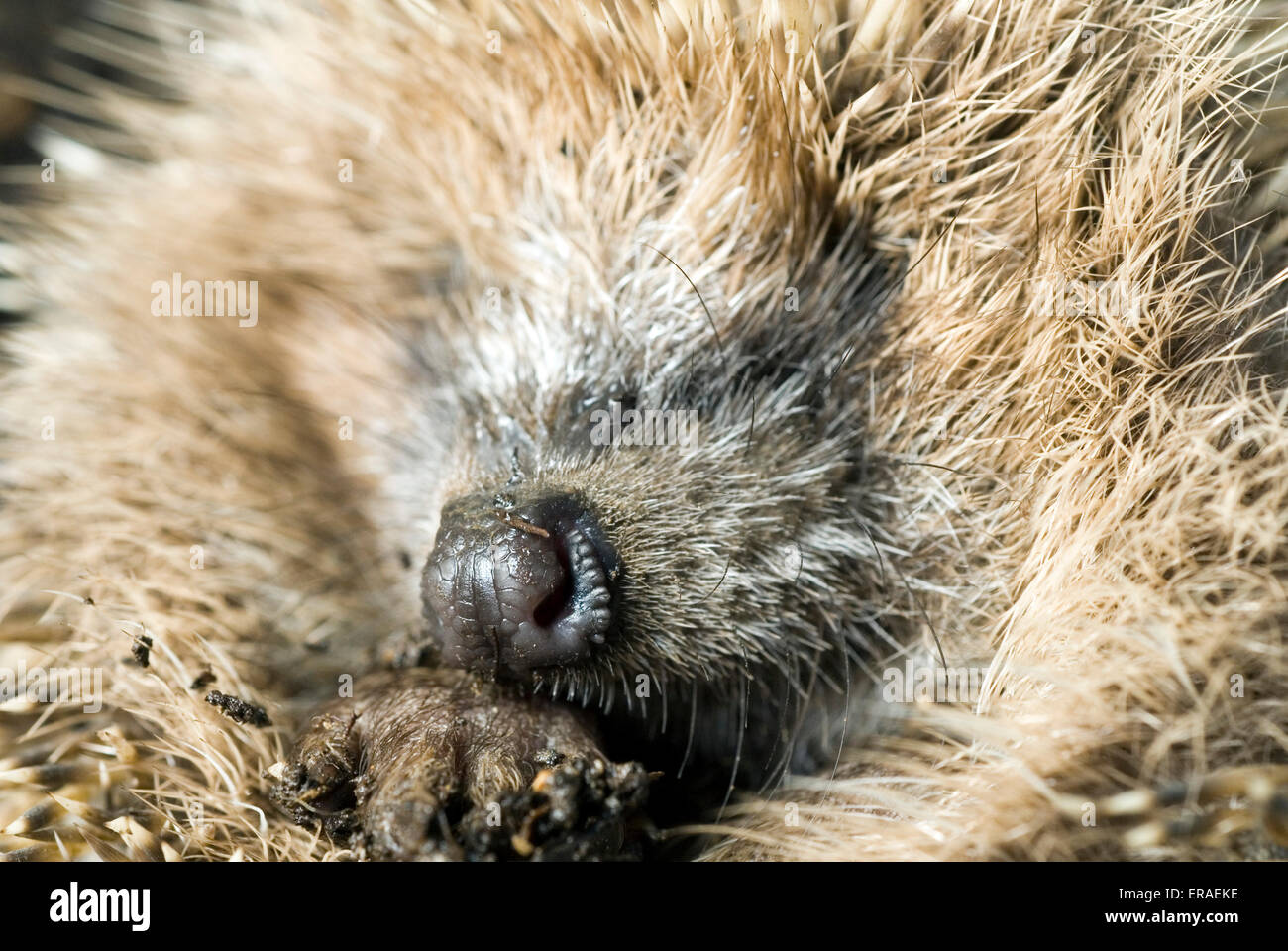 Little Hedgehog (Erinaceus europaeus Stock Photo - Alamy