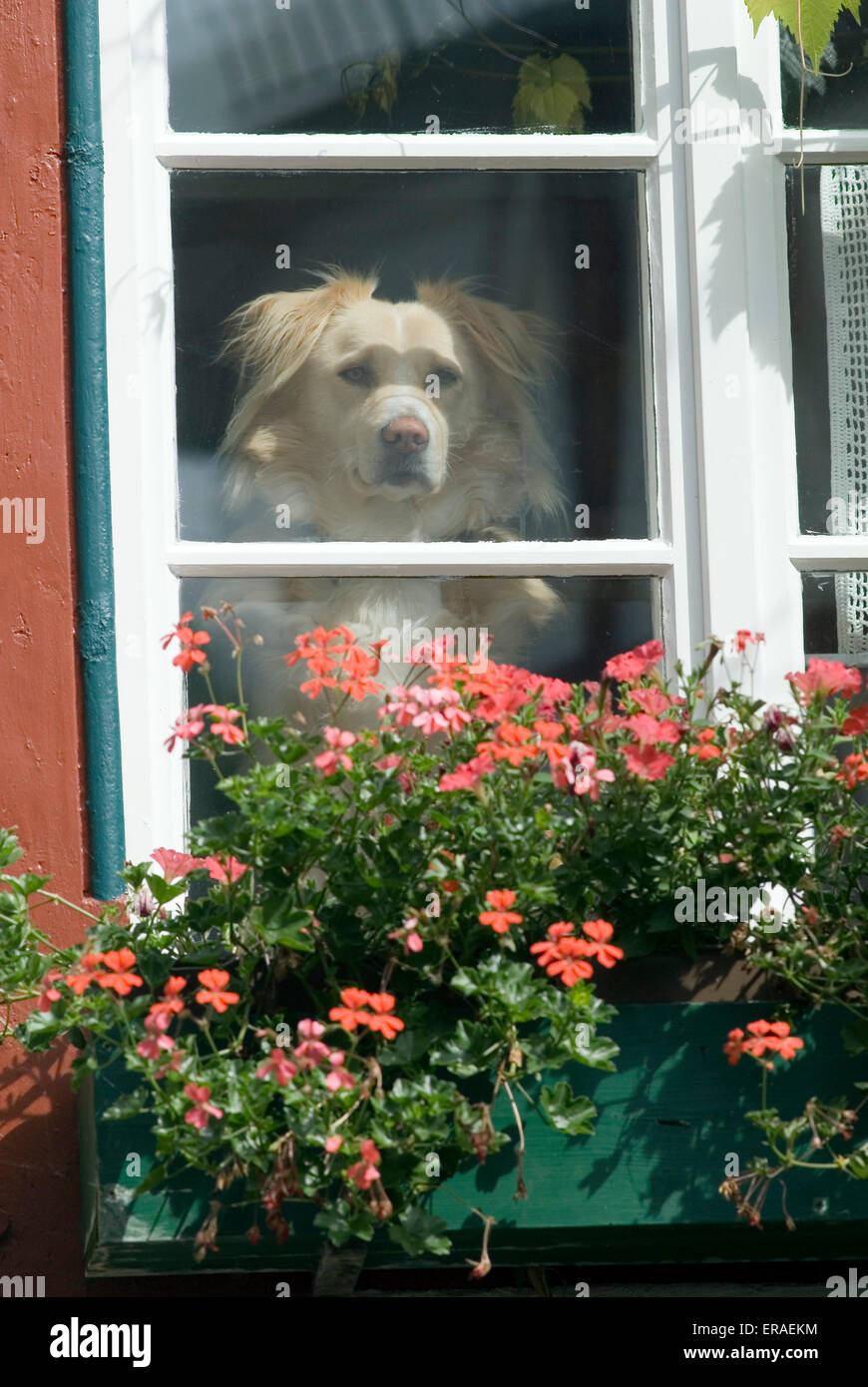 Dog looking out of the window Stock Photo - Alamy