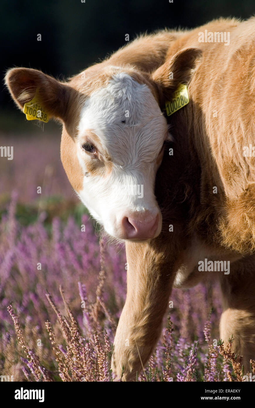 Europe forest cow hi-res stock photography and images - Alamy