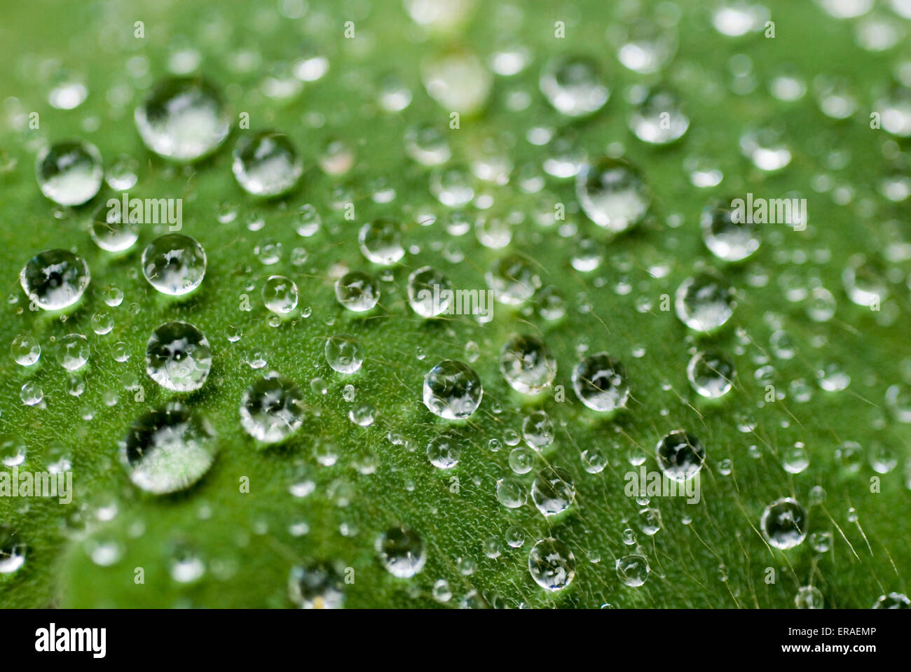 Waterdrops on a green leave, macro Stock Photo - Alamy