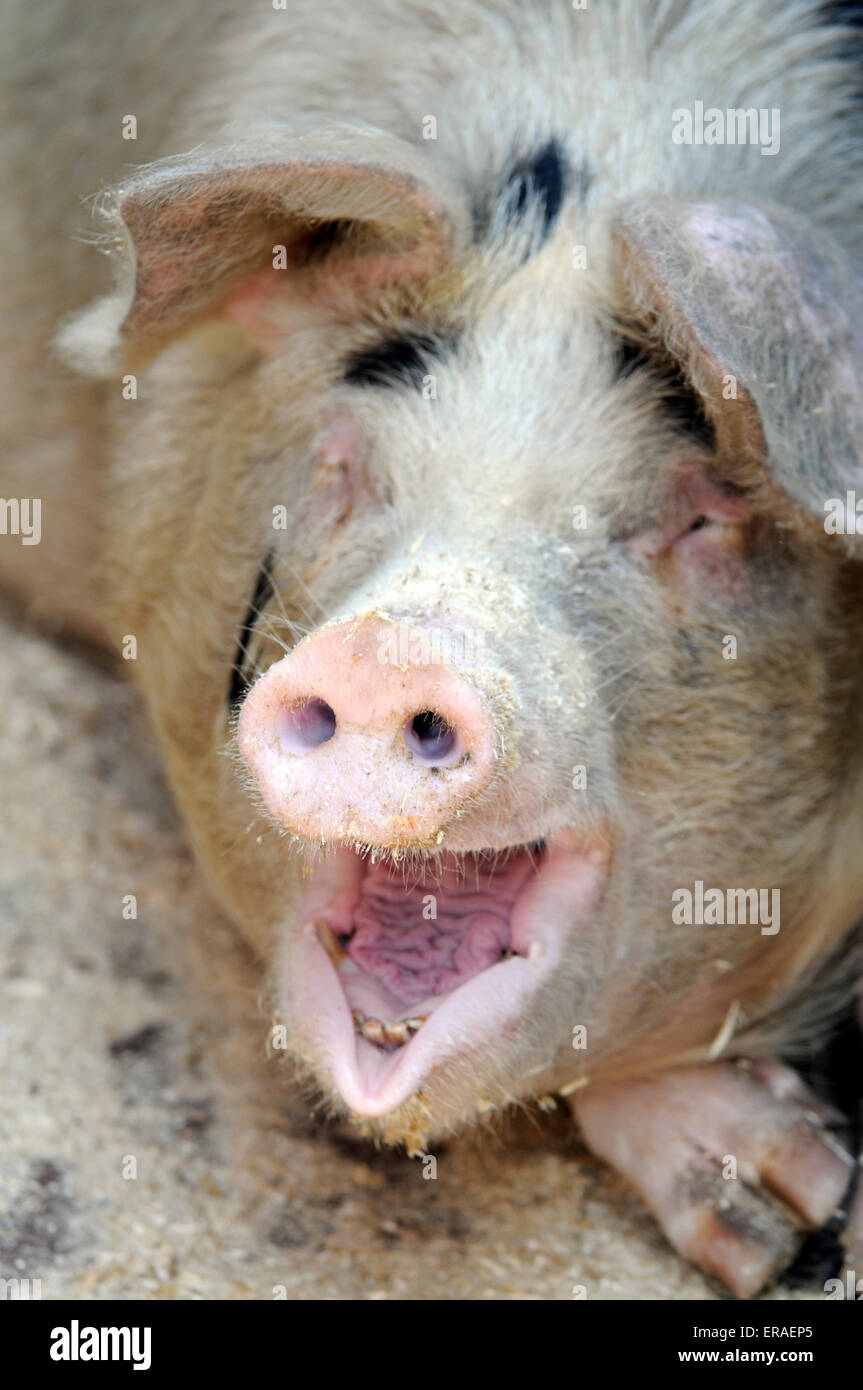 Pig mouth open hi-res stock photography and images - Alamy