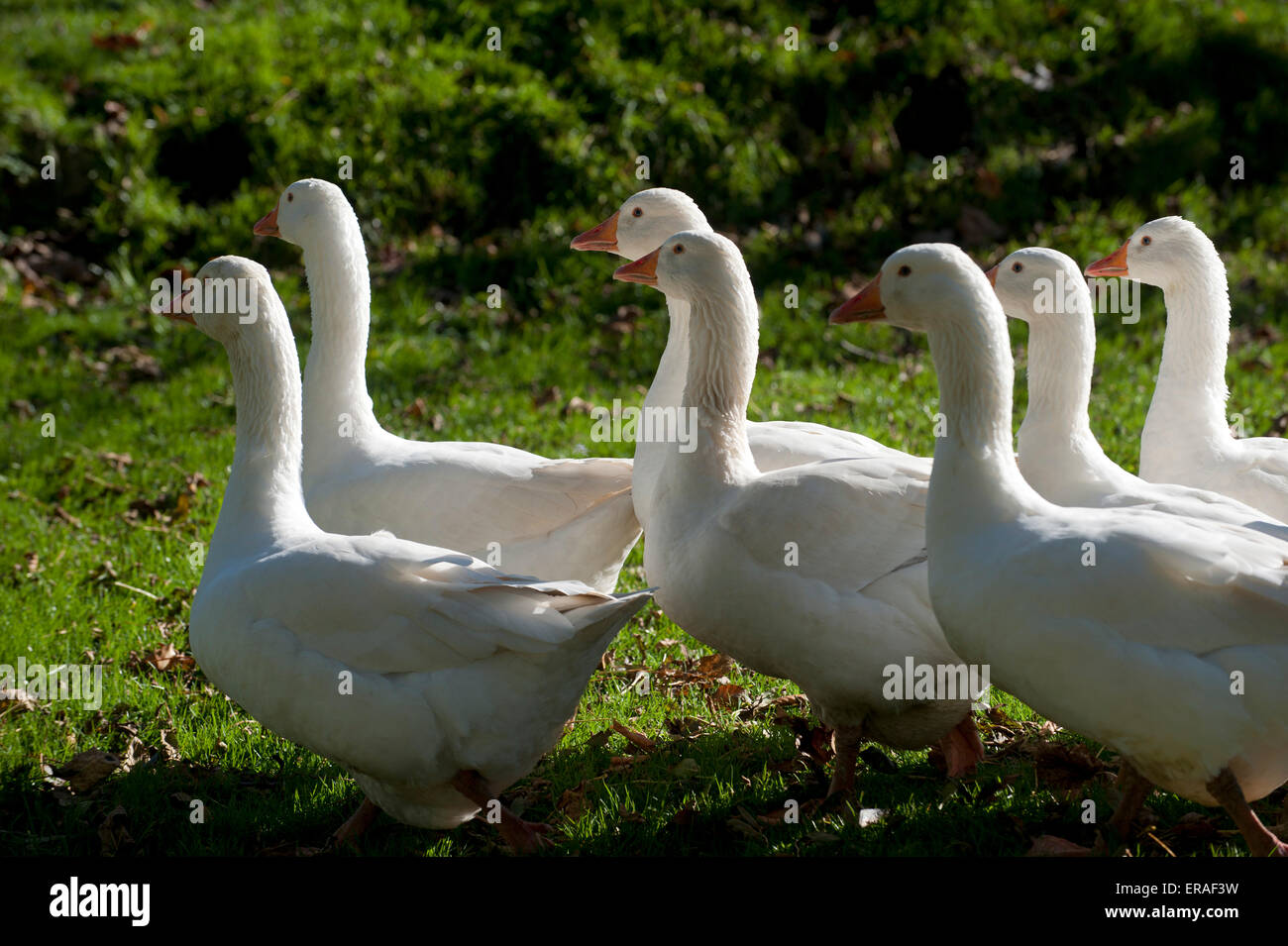 Geese (Anser anser domestica) Devon England Europe Stock Photo - Alamy