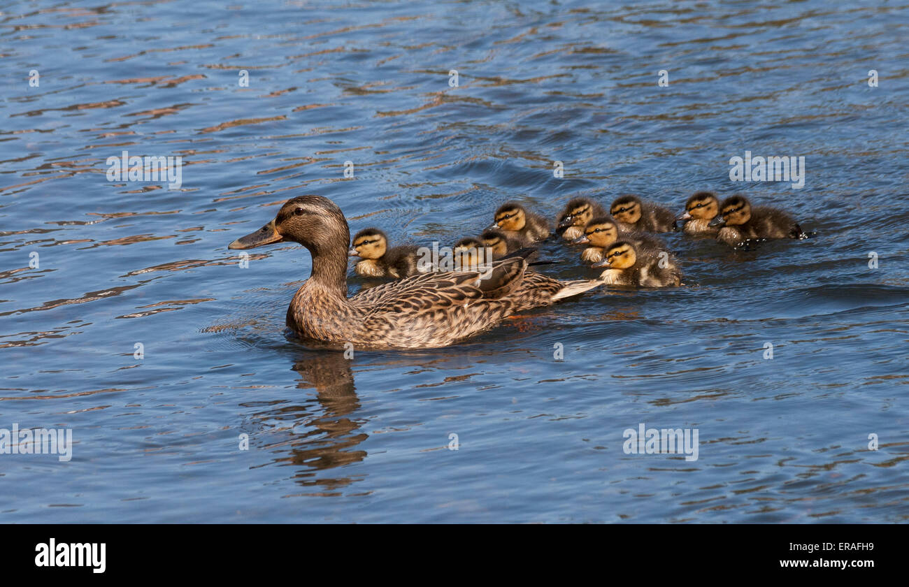 A female Mallard Duck with 10 ducklings swimming on the river Bure in ...
