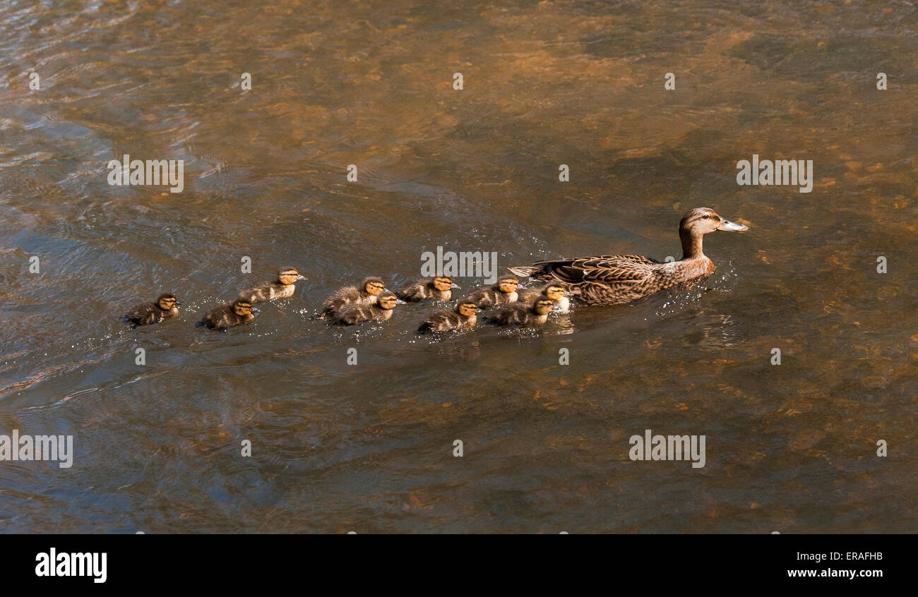 A female Mallard Duck with 10 ducklings following her on the river Bure ...