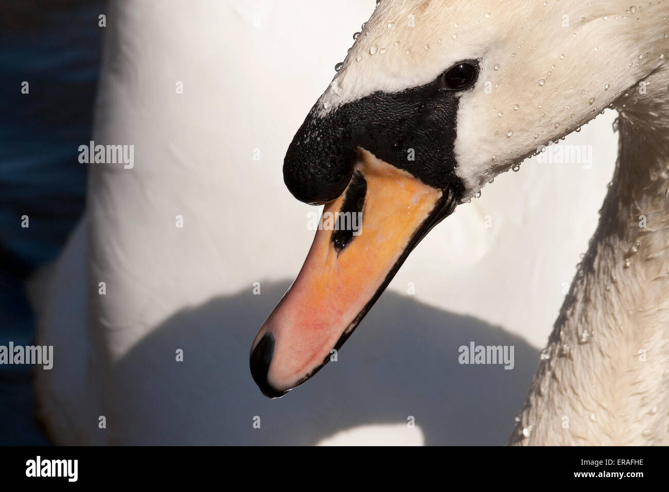 A close-up of the head of a Cob (male) Mute Swan Stock Photo - Alamy