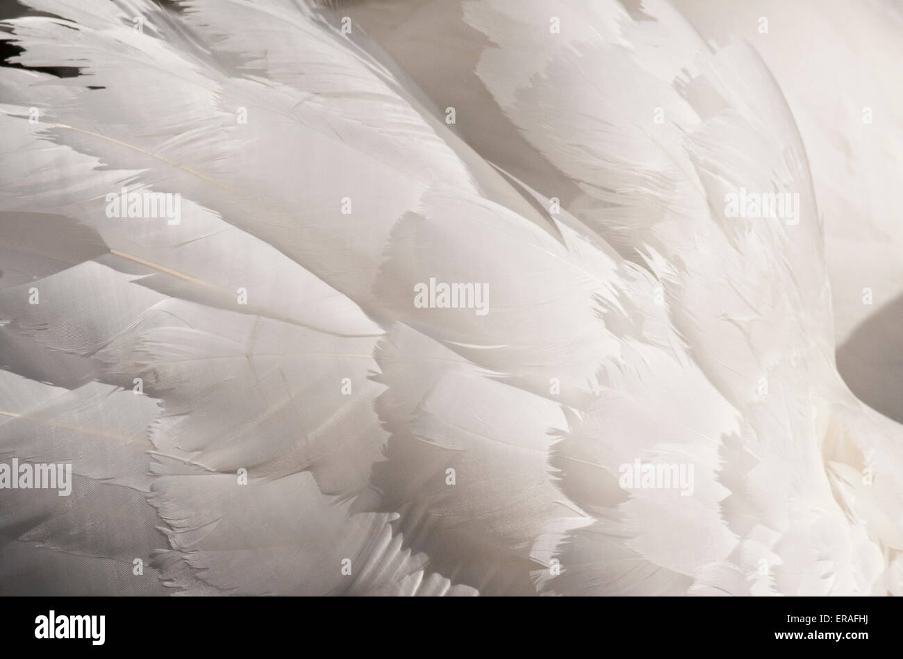 A Close-up of a Mute Swans wing feathers Stock Photo - Alamy