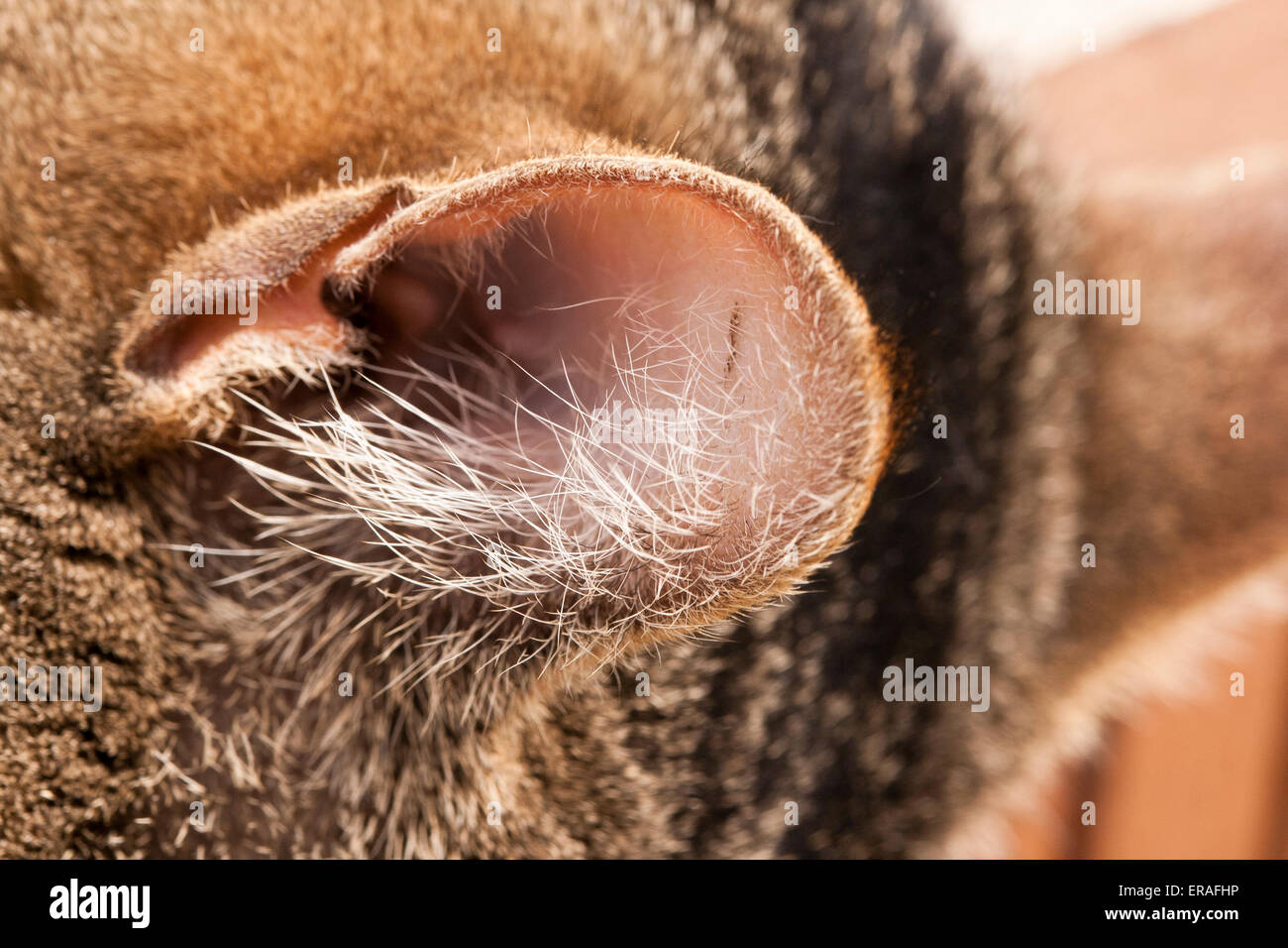 A close-up of a Tabby Cats Ear Stock Photo - Alamy