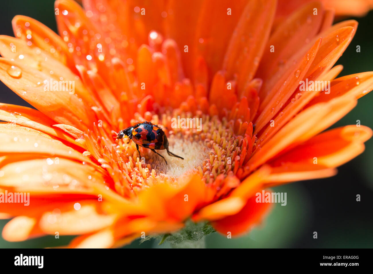 Asian lady beetles hi-res stock photography and images - Alamy