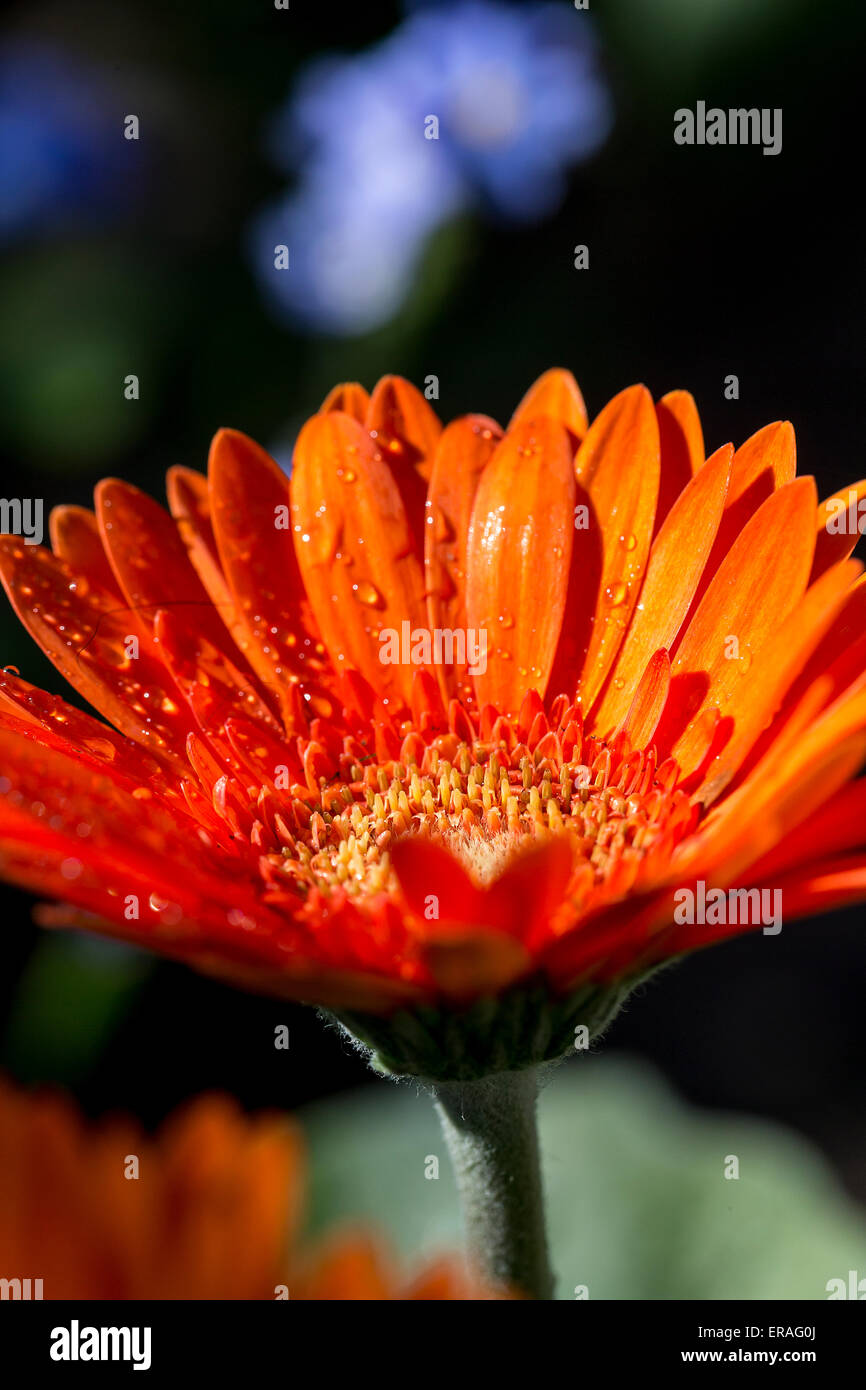 Gerbera flower side view hi-res stock photography and images - Alamy
