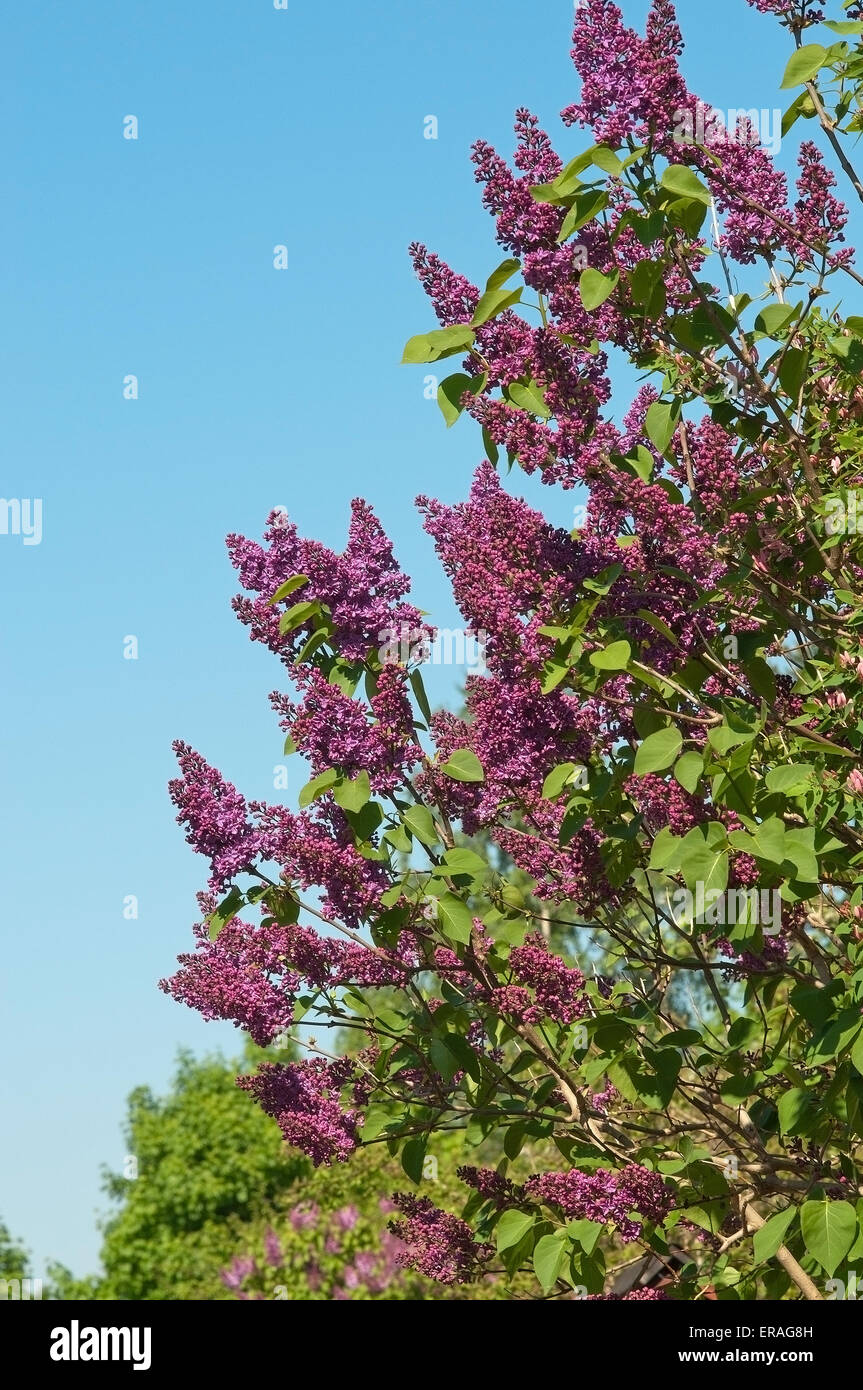Lilac bush with dark purple flowers and blue sky Stock Photo - Alamy