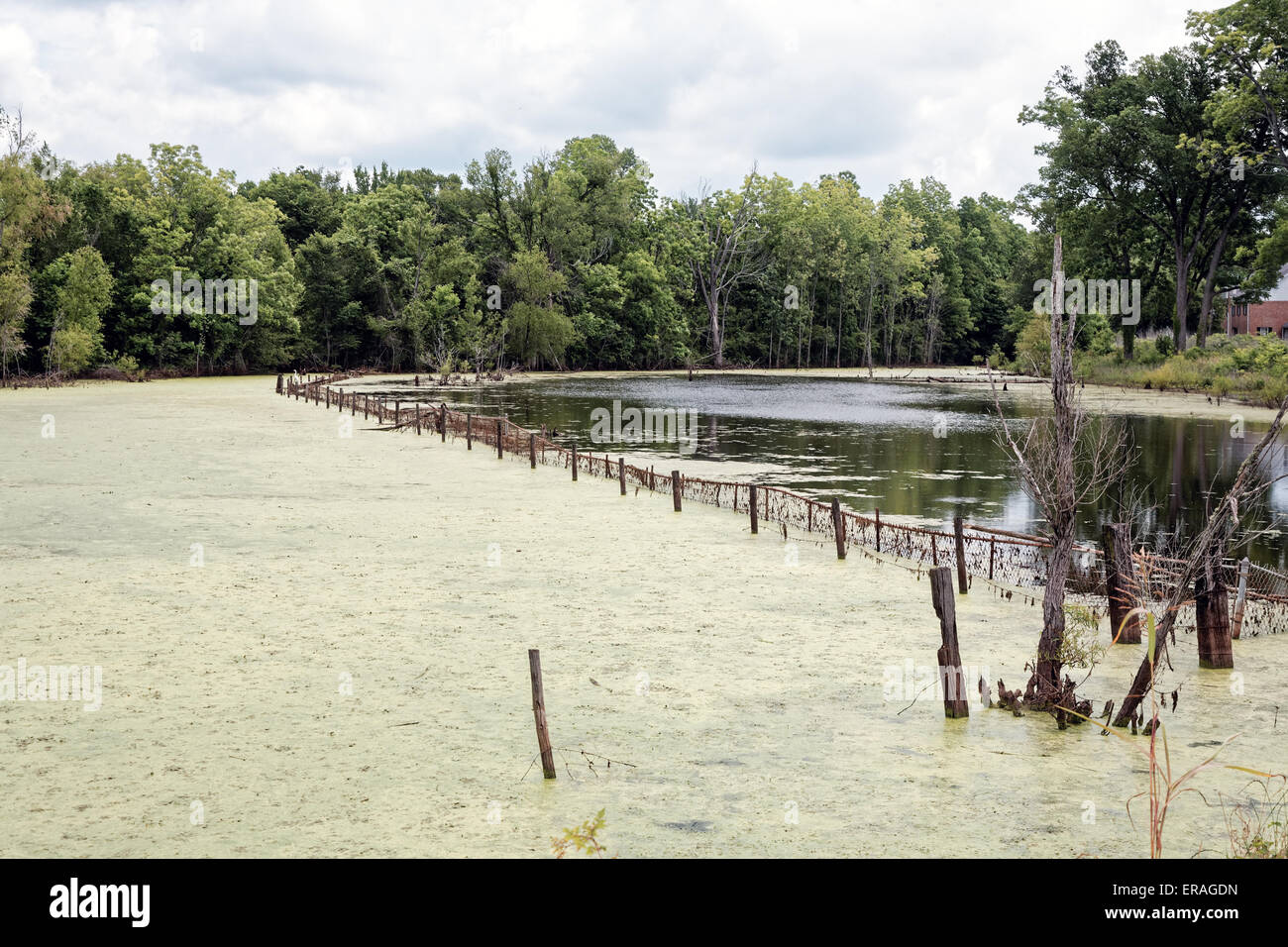 Swamp algae hi-res stock photography and images - Alamy