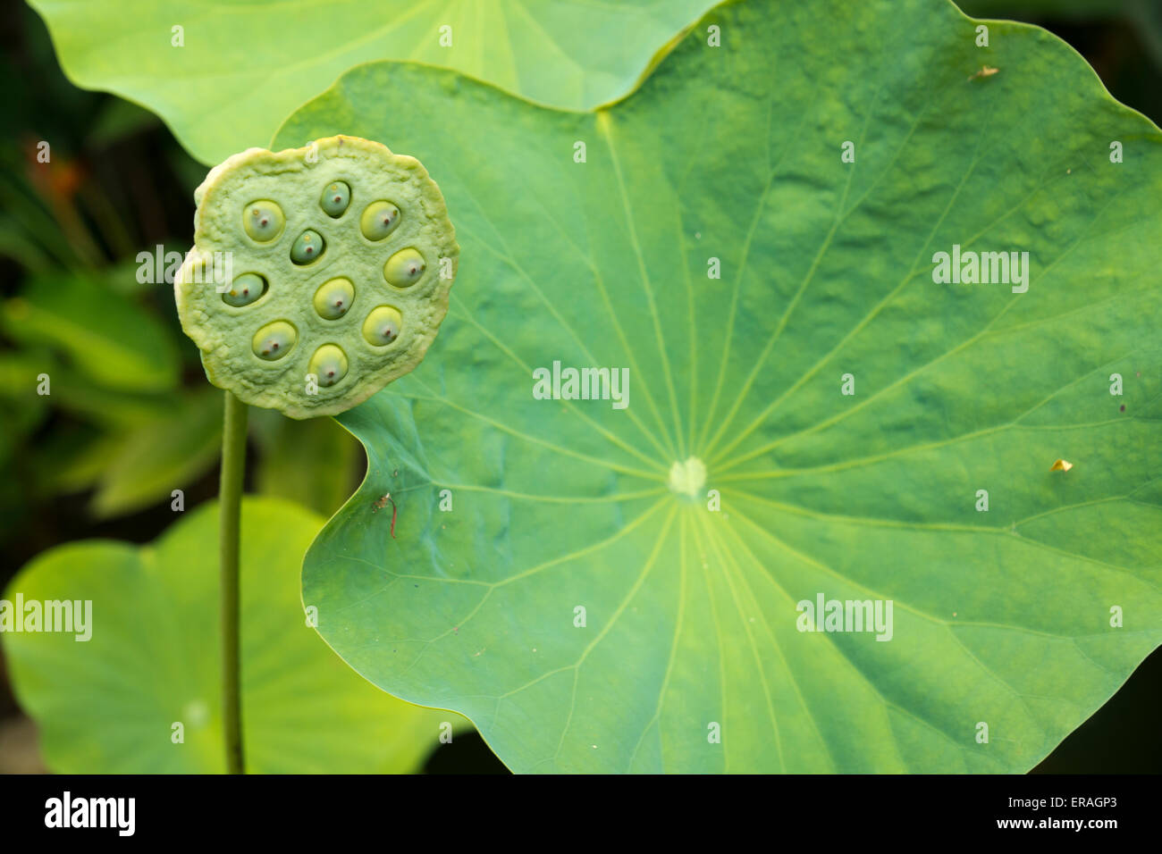 leaf of a Lotus plant Stock Photo - Alamy