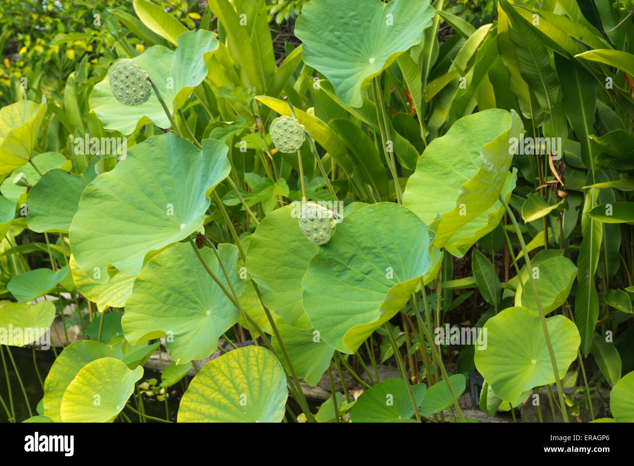 Sheet of Lotus Stock Photo - Alamy