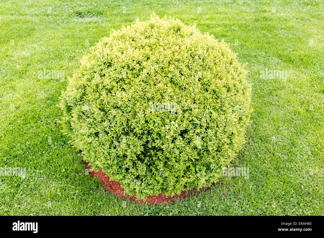 Spherical bush hi-res stock photography and images - Alamy