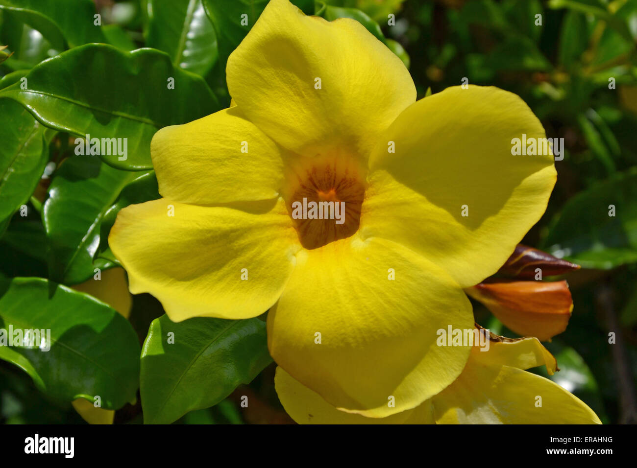 Allamanda flower hi-res stock photography and images - Alamy