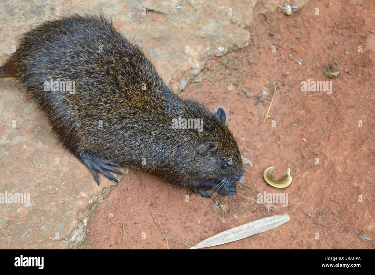 Cuban tree rat Stock Photo - Alamy