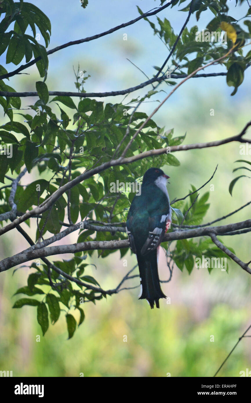 A tocororo, the cuban national bird Stock Photo - Alamy