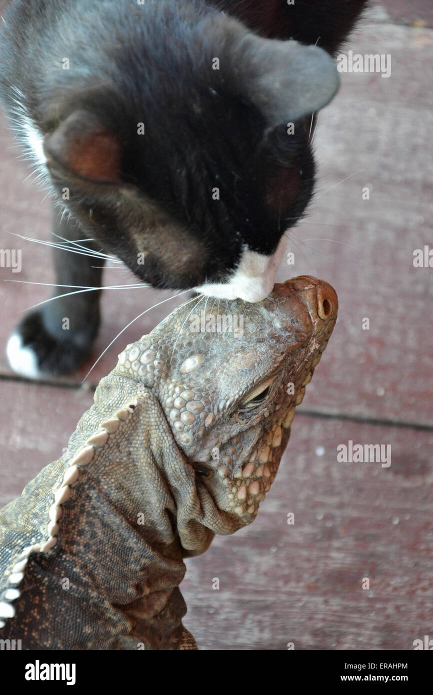 Unusual animal friendship hi-res stock photography and images - Alamy