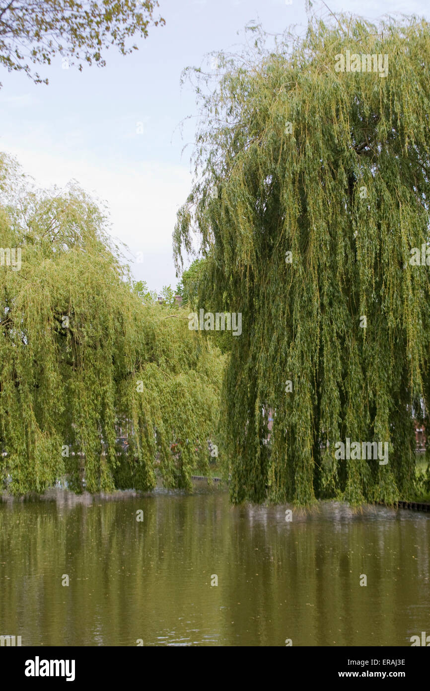Weeping Willow tree over a river Stock Photo - Alamy