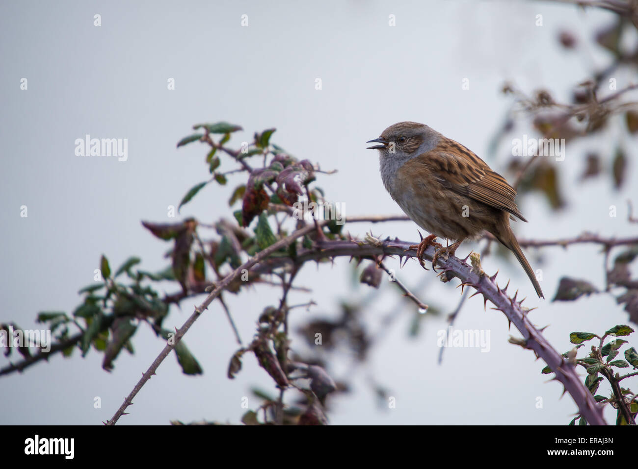 Hedge sparrow, Dunnock, perched on bramble during British winter Stock ...